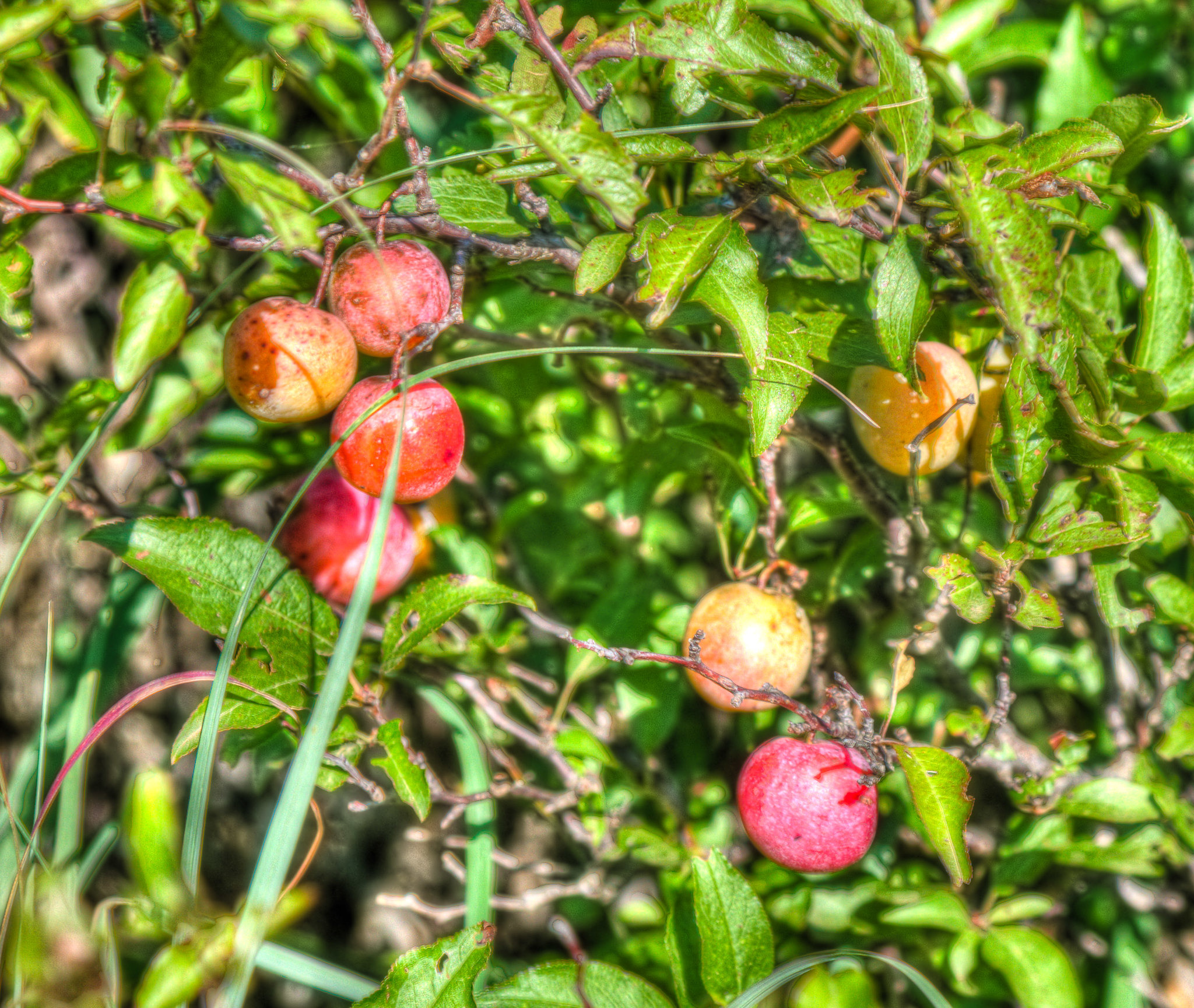 Sandhill Plum State Fruit | State Symbols USA