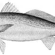 Delaware Weakfish
